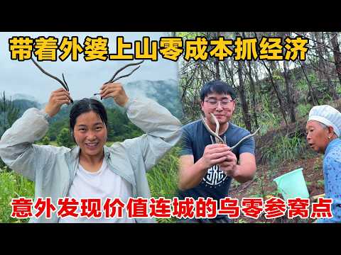 赚翻了！带外婆上山零成本抓经济，意外发现价值连城的乌灵参窝点