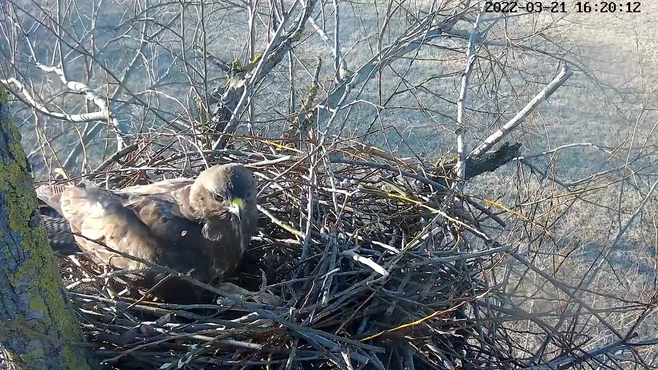 21/03/2022 : Buzzards' nest is under construction - YouTube