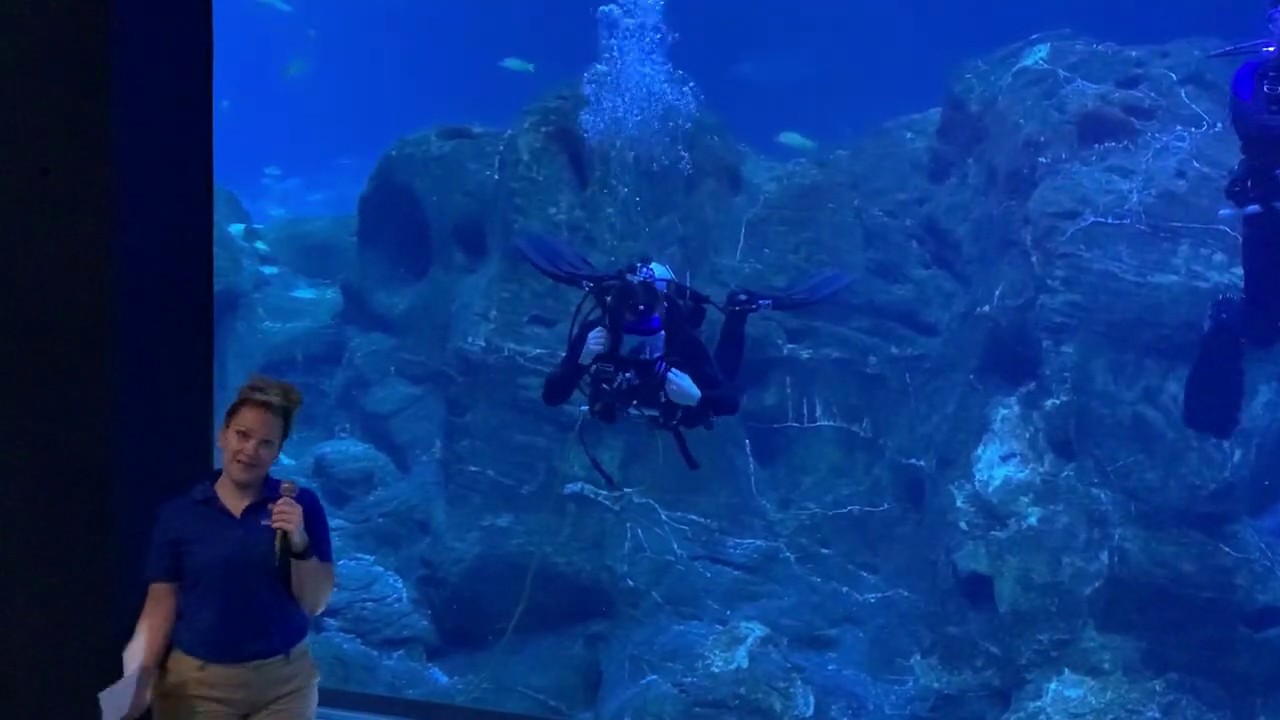 Aquarium Diver Q&A - YouTube
