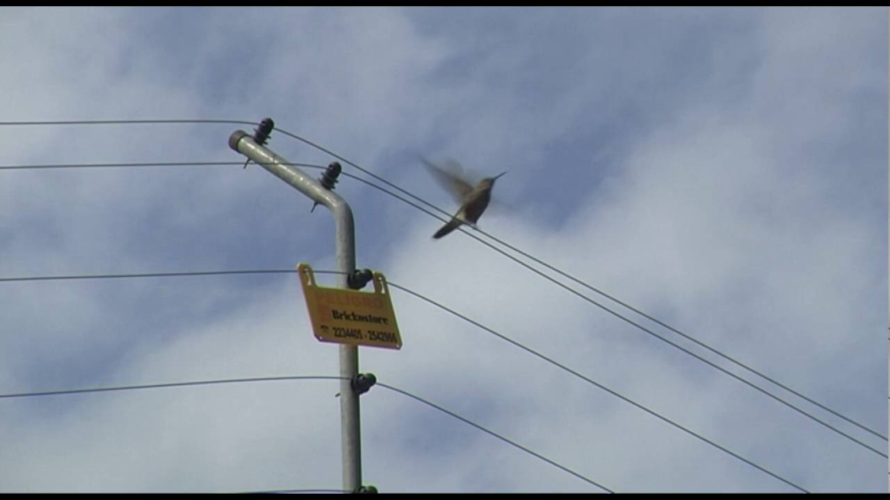 Colibrí Gigante, Patagona gigas, Giant Hummingbird - YouTube
