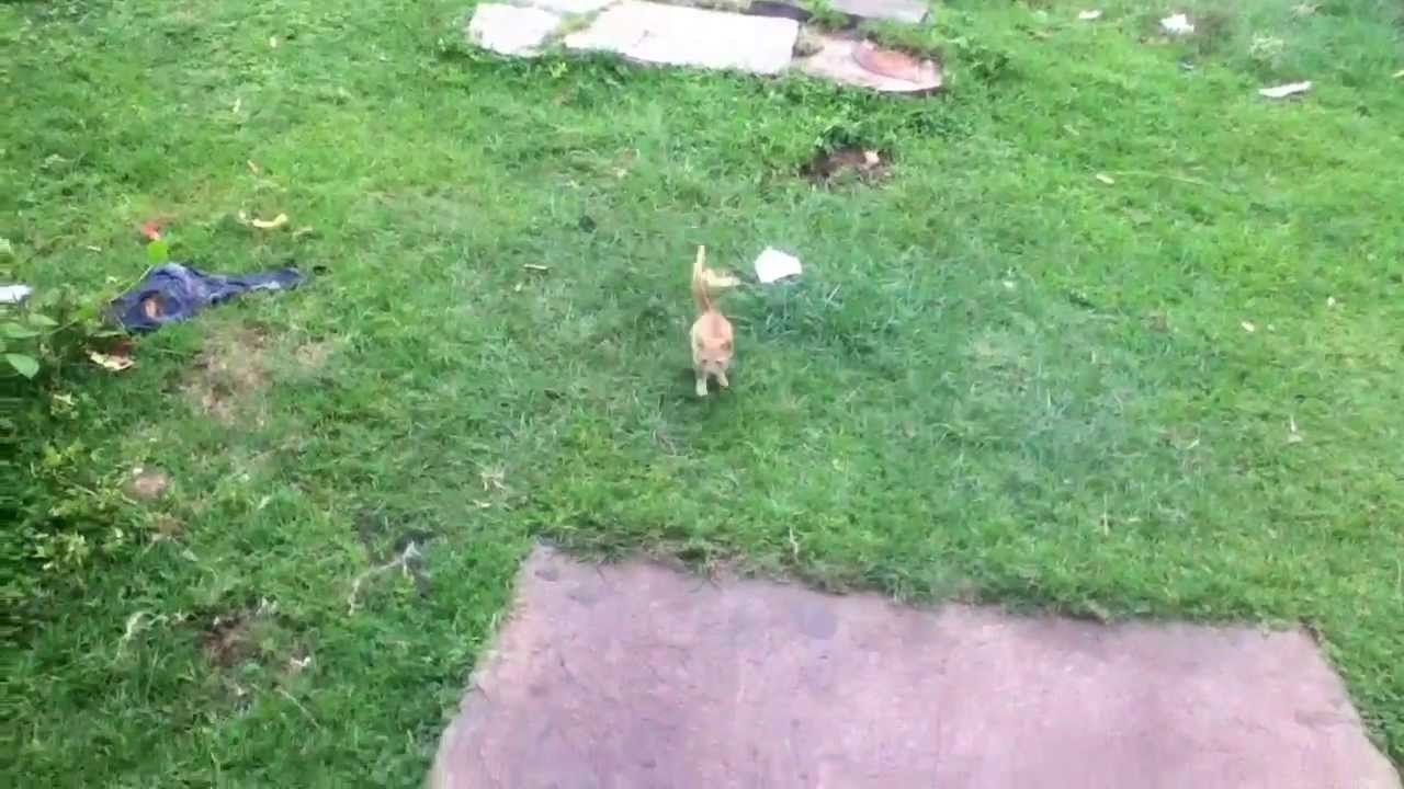 Throwing kitten in rain - YouTube