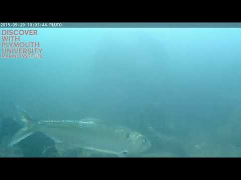 Allis Shad (Alosa alosa) - PLUTO cam