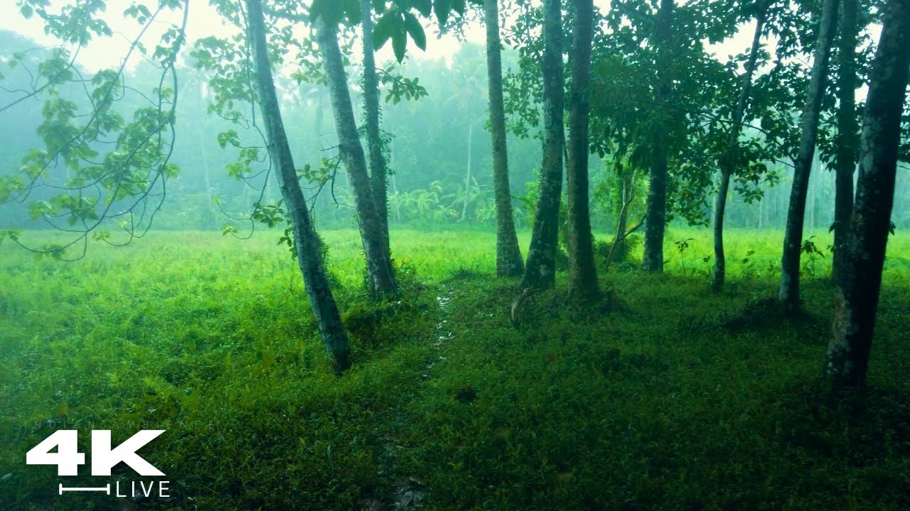 Emerald Rain: A Nature ASMR Journey | Immersive Rain Walk in a Tropical ...