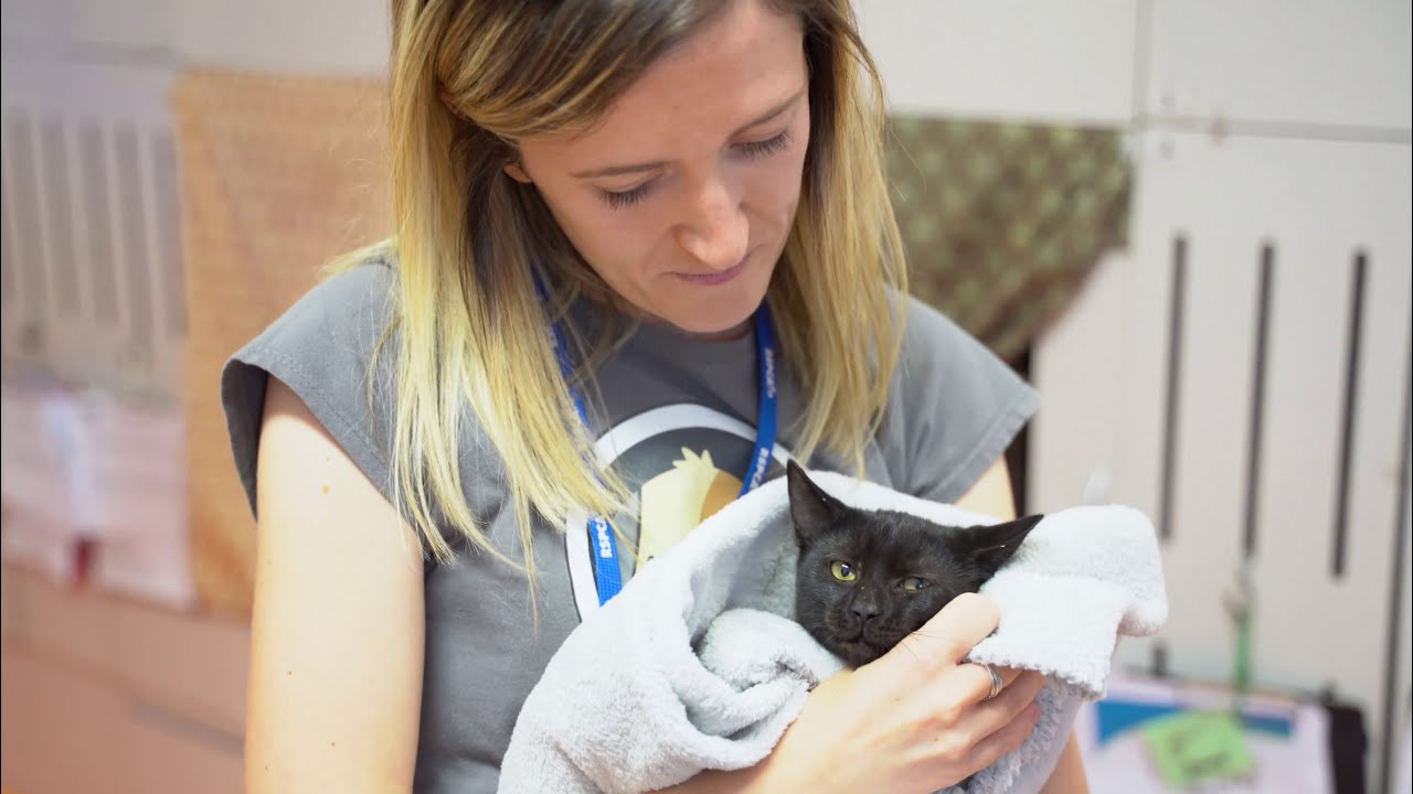 Behaviour Rehabilitation for Cats - YouTube