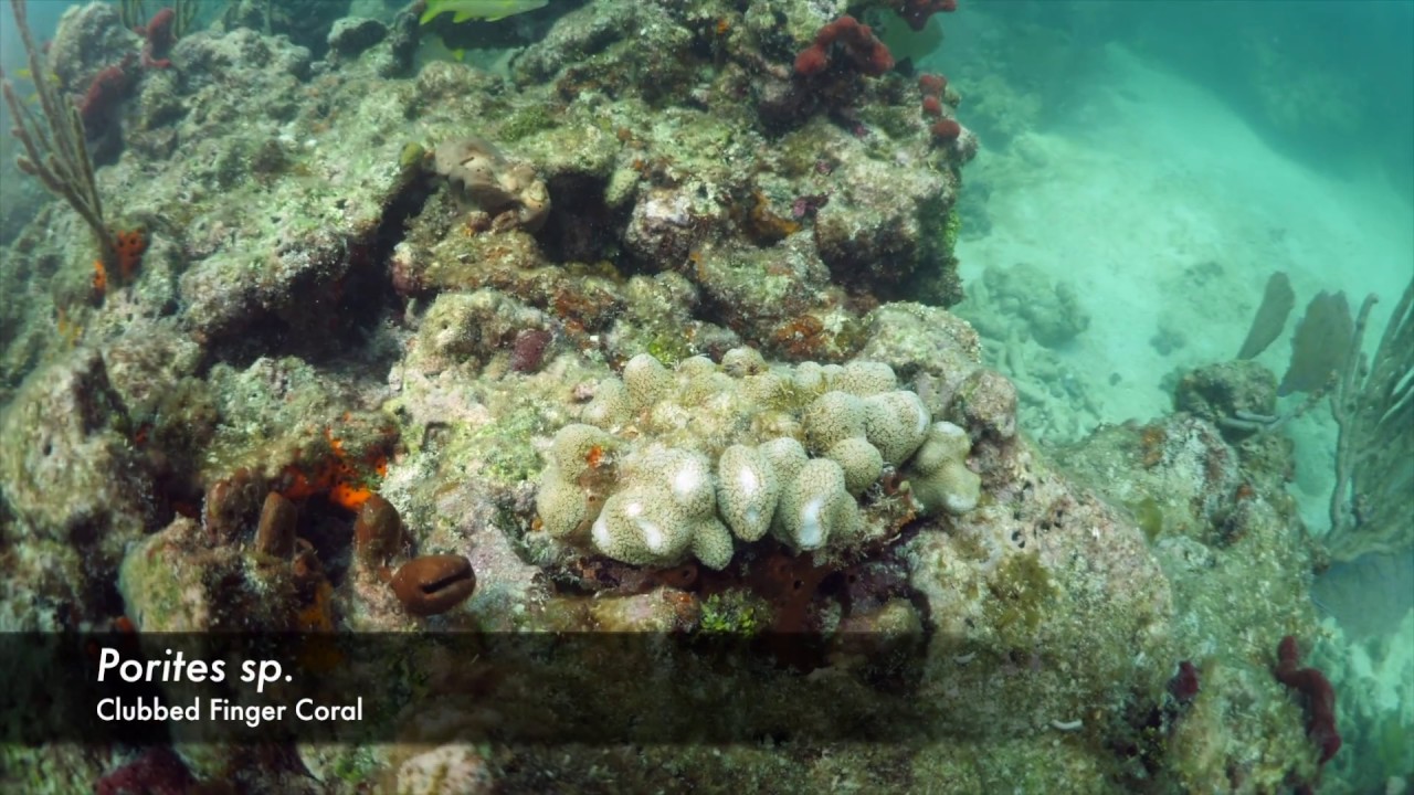Clubbed Finger Coral