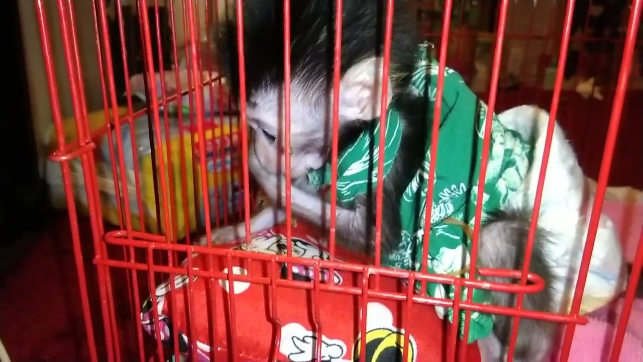 baby monpai || baby || baru bangun tidur - YouTube