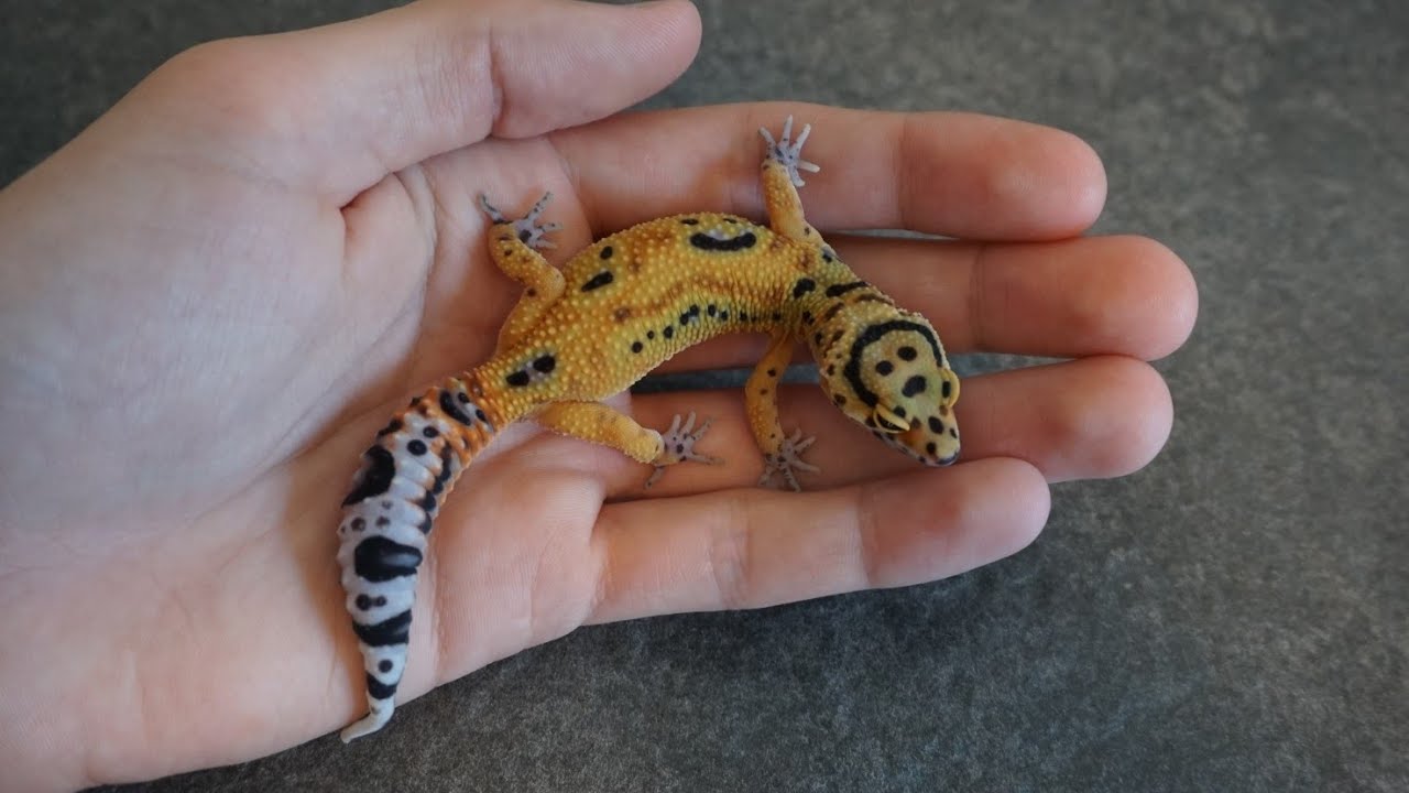 Leopard Gecko Hatchling