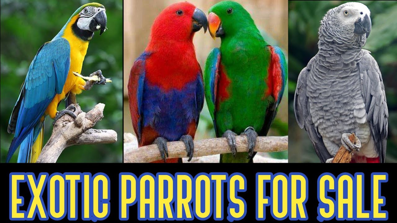 Parrots Price In Pakistan | Parrots For Sale In Pakistan | Khan Birds ...