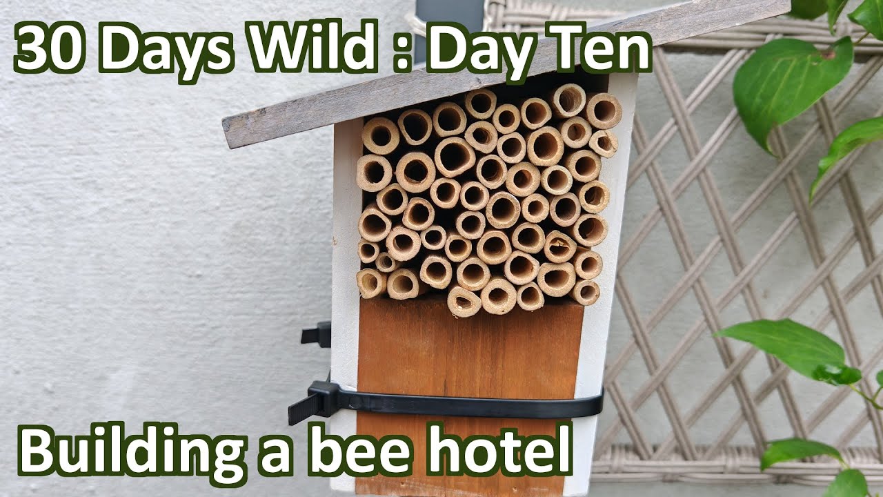 Demonstrating how to build a bee hotel for solitary UK bees and other ...