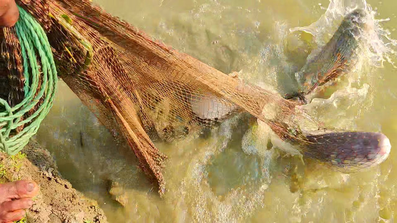 Cast net fishing - Traditional cast net fishing in village with ...