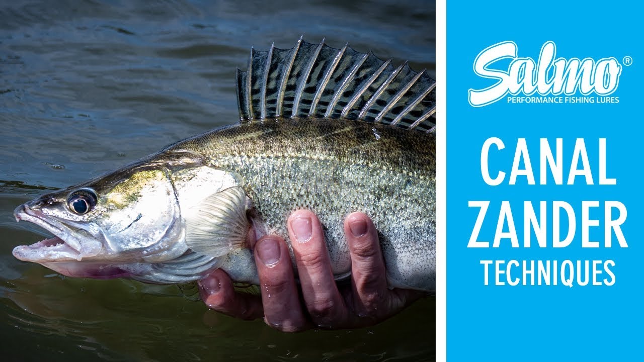 ***SALMO UK*** CANAL ZANDER TECHNIQUES - YouTube