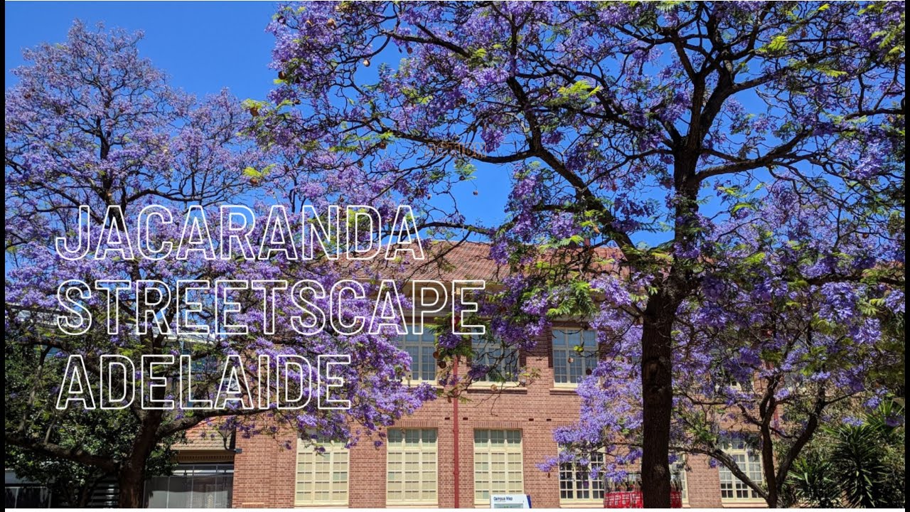 [4] JACARANDA STREETSCAPE ADELAIDE - YouTube