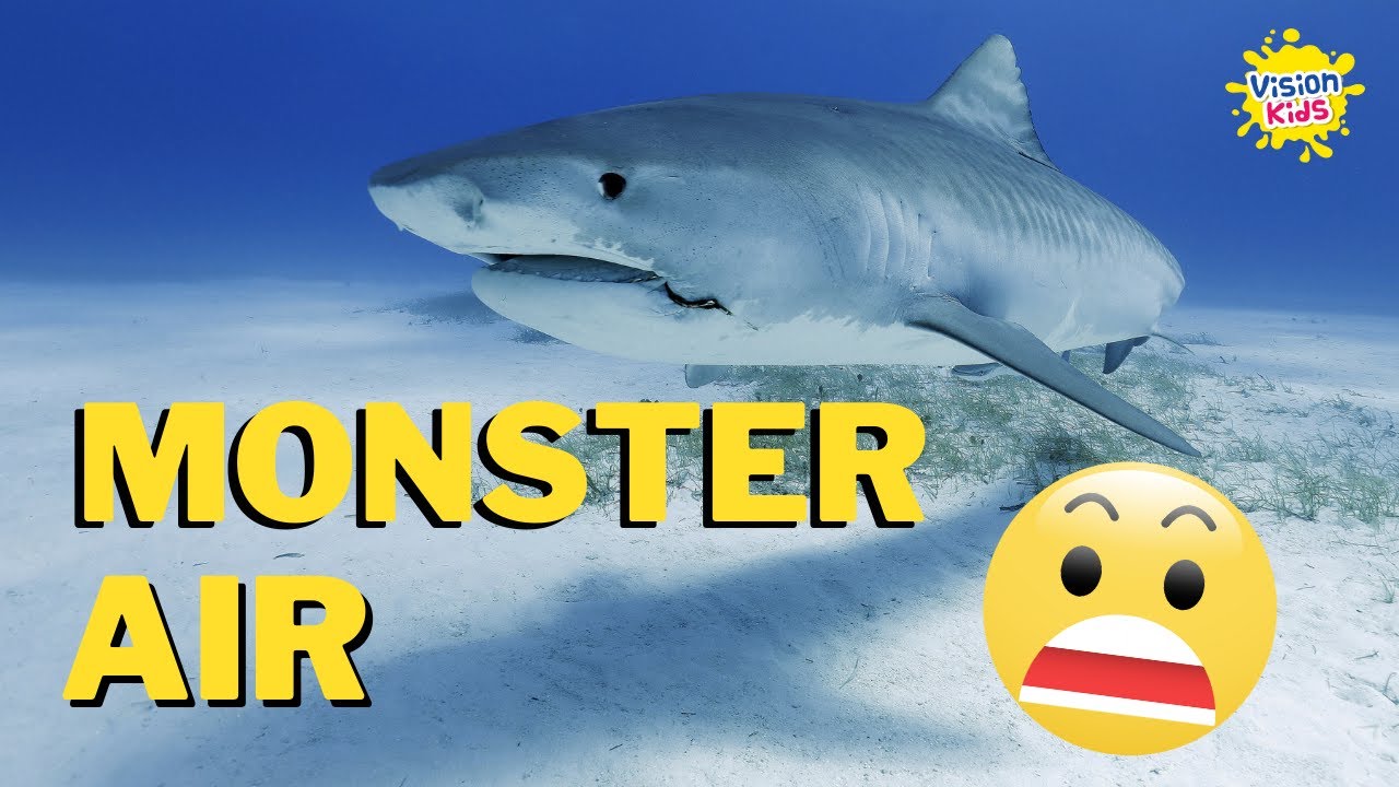 MONSTER AIR | HEWAN LAUT - YouTube