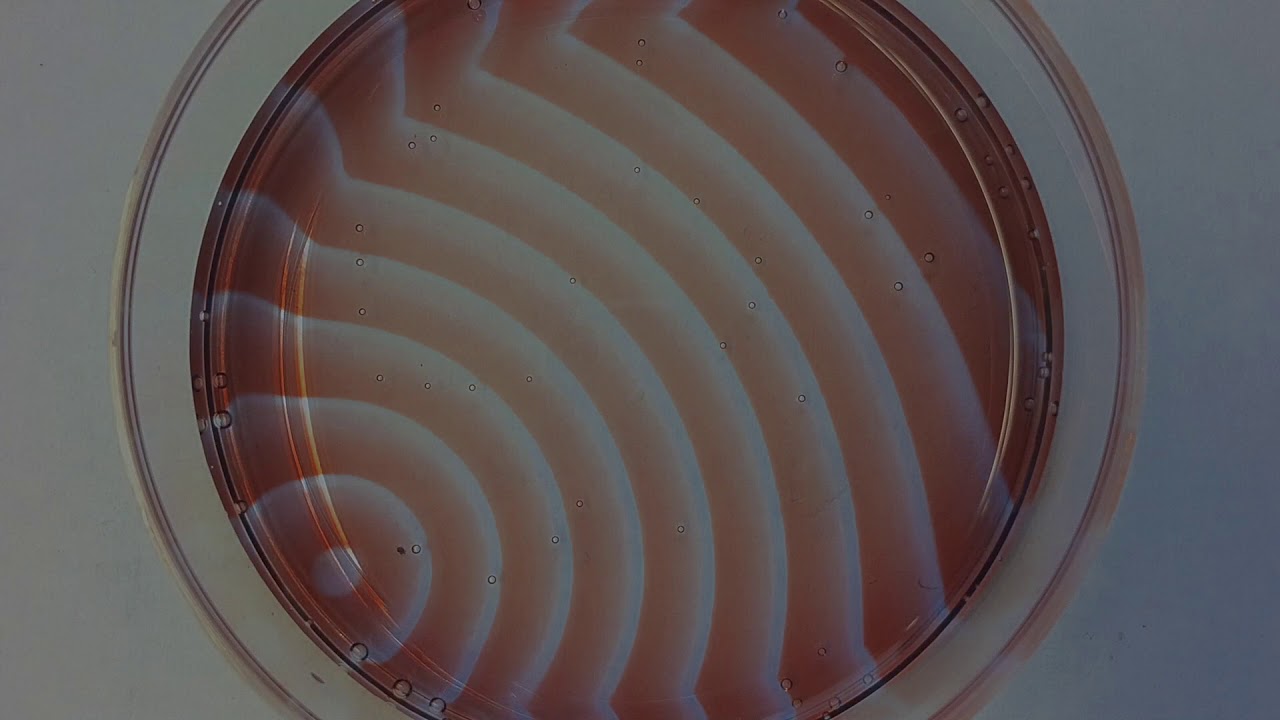 BZ reaction-Chemical Waves - YouTube