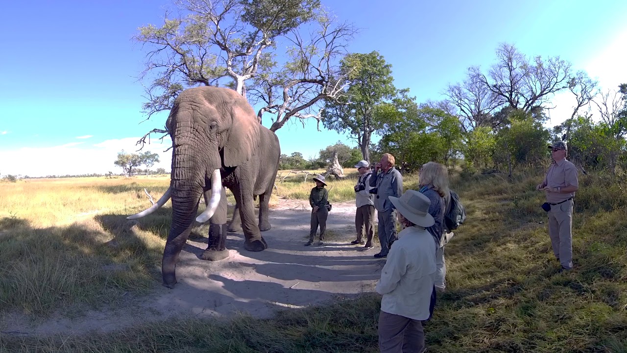 360 Video Botswana Wildlife Film trip - Photos of Africa VR Safari ...