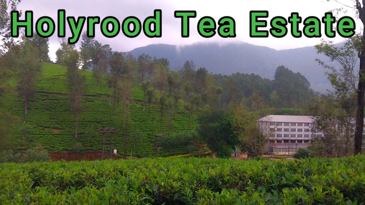 Beautiful Holyrood Tea Estate Talawakelle Sri Lanka | Tea Estate Video ...