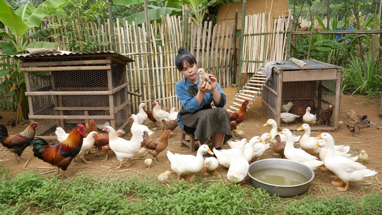 Full Video: Raising Chickens, Raising Ducks and Building Houses for ...