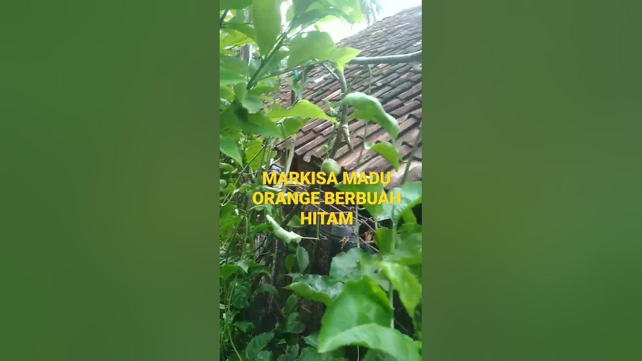 MARKISA MADU ORANGE BISA BERBUAH HITAM LHO..... #tanaman #cangkok #markisa #markisamadu - YouTube