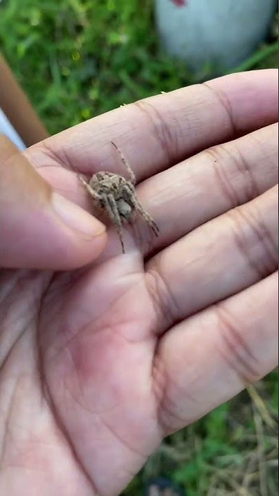 Spider , Gagambang tigre sa gilid ng daan 🙀 - YouTube
