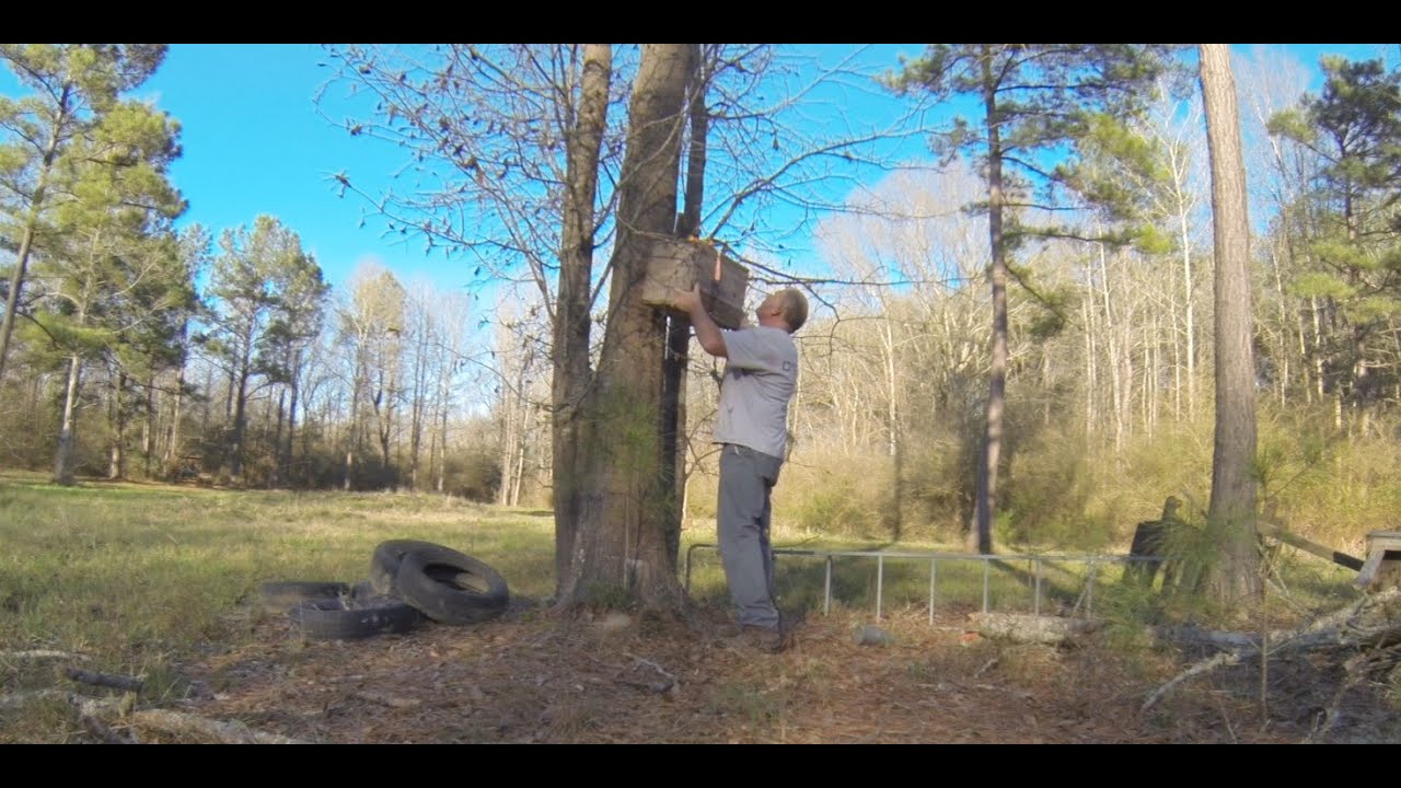 Catching Swarms-Time for Swarm Boxes - YouTube
