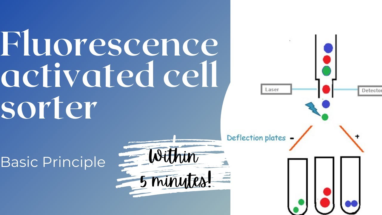 FACS Flow cytometry #2 - YouTube