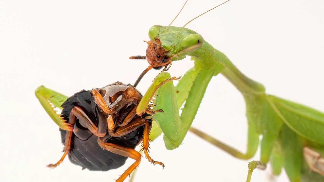 Praying Mantis Eating a Cockroach (Timelapse) - YouTube