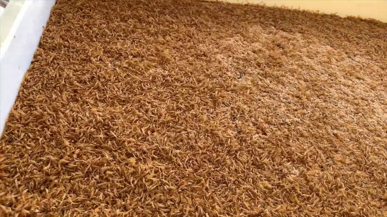 How to Remove Mealworm Sheddings From Your Trays - YouTube