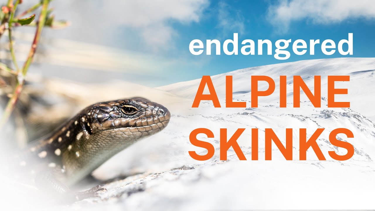 Stoked on Skinks - meet Australia's rare alpine lizards - YouTube