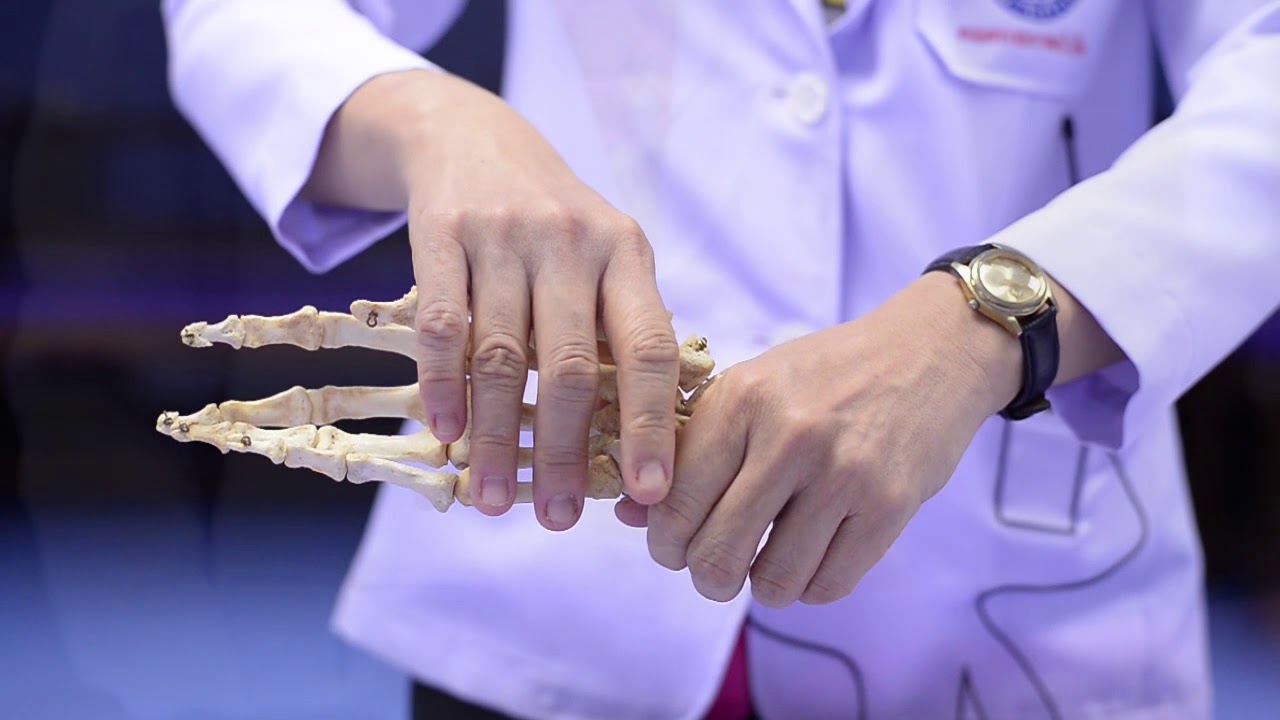 DSC 6237 Intercarpal Longitudinal movement caudad - YouTube