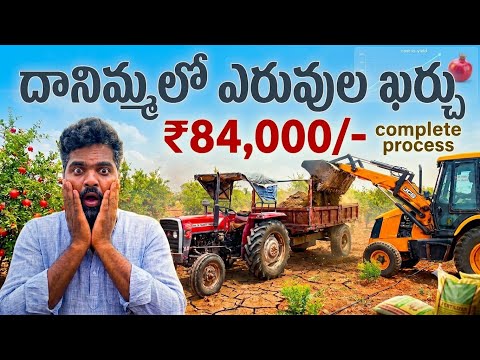 How to apply manure to pomegranate plants/investment 84,000/-😱😳 #pomegranate #telugu #fertilizer