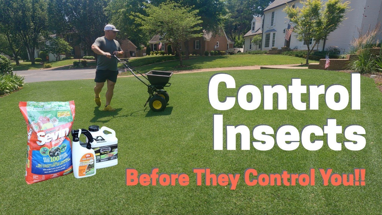 Control Insects Before They Control You!!! - YouTube