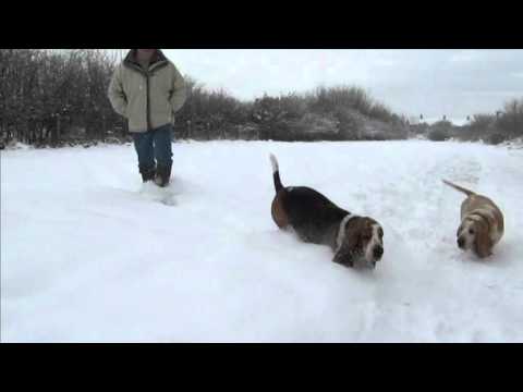 Basset hounds in the snow - YouTube