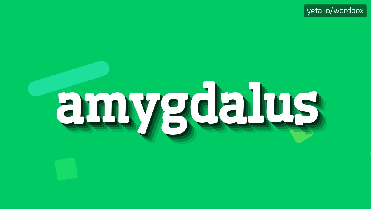 AMYGDALUS - HOW TO PRONOUNCE IT!? - YouTube