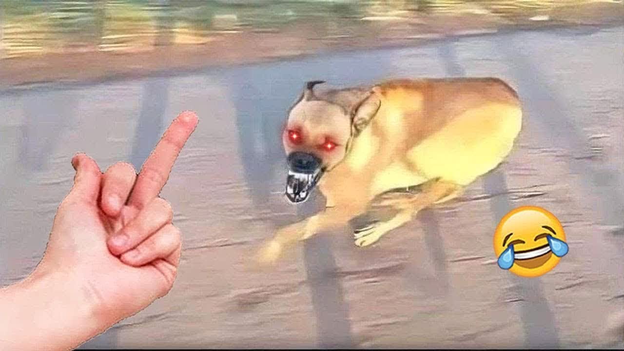 Perro y gato divertidos 😍🐶😻 Los animales más divertidos #227 - YouTube