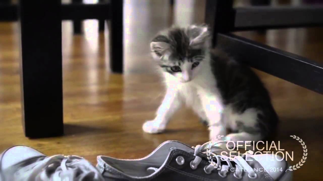 Ricky o Gato, e Romy - Catdance 2014 (Dublado) - YouTube