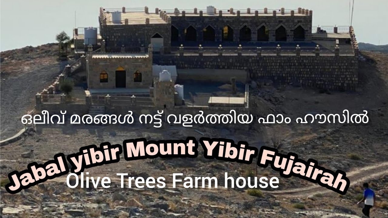 Jabal Yibir/Highest Peak in UAE/Olive Trees Farm house at Top/best ...