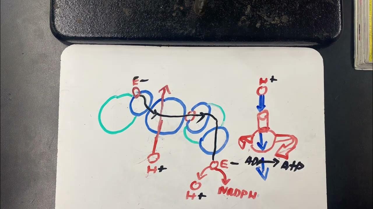 Photosynthesis and cellular respiration project (stop motion) - YouTube
