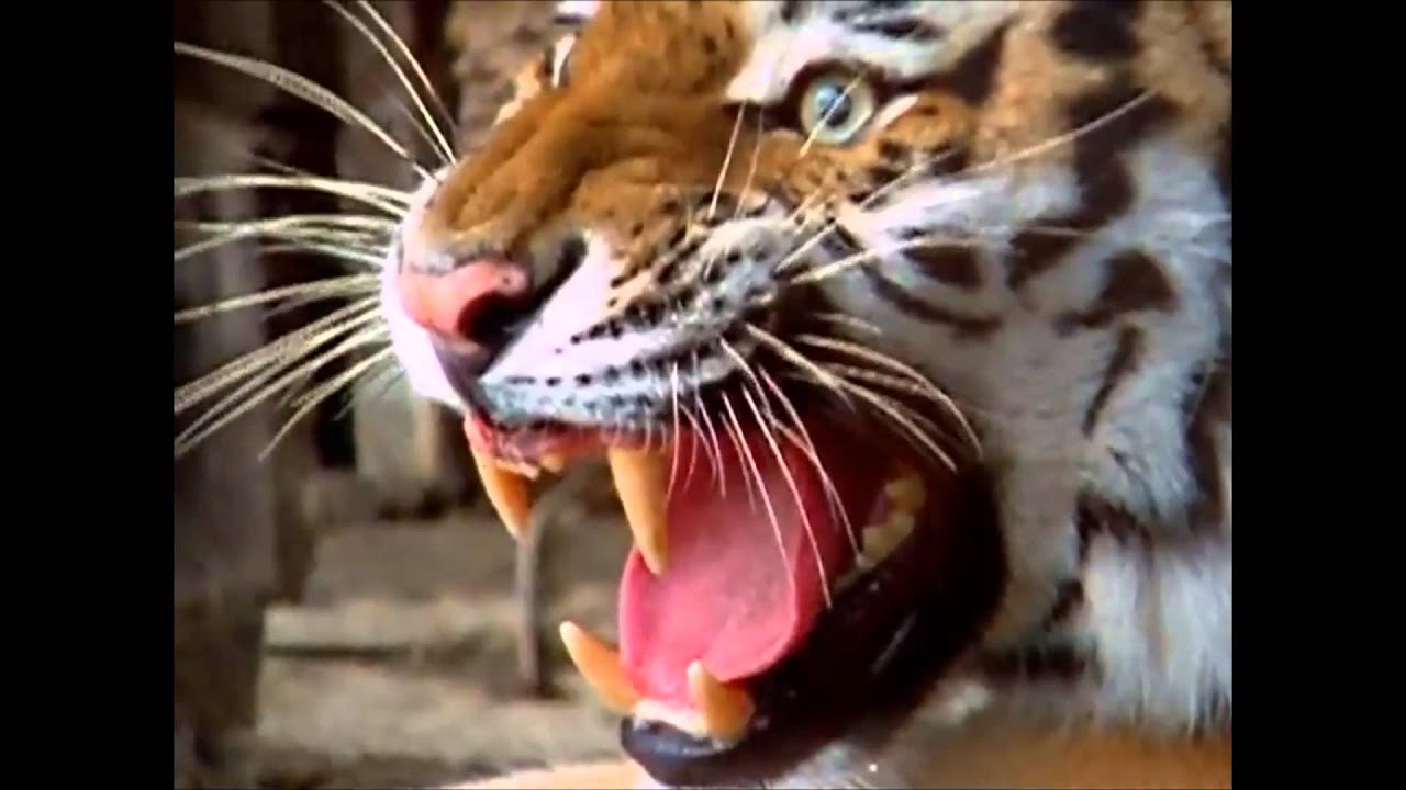 Walking With Big Cats Special: Russian Siberian Tiger_ part 1. - YouTube