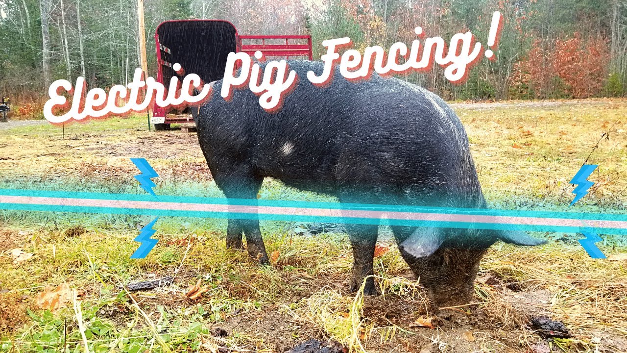 How To Run Electric Pig Fencing - YouTube