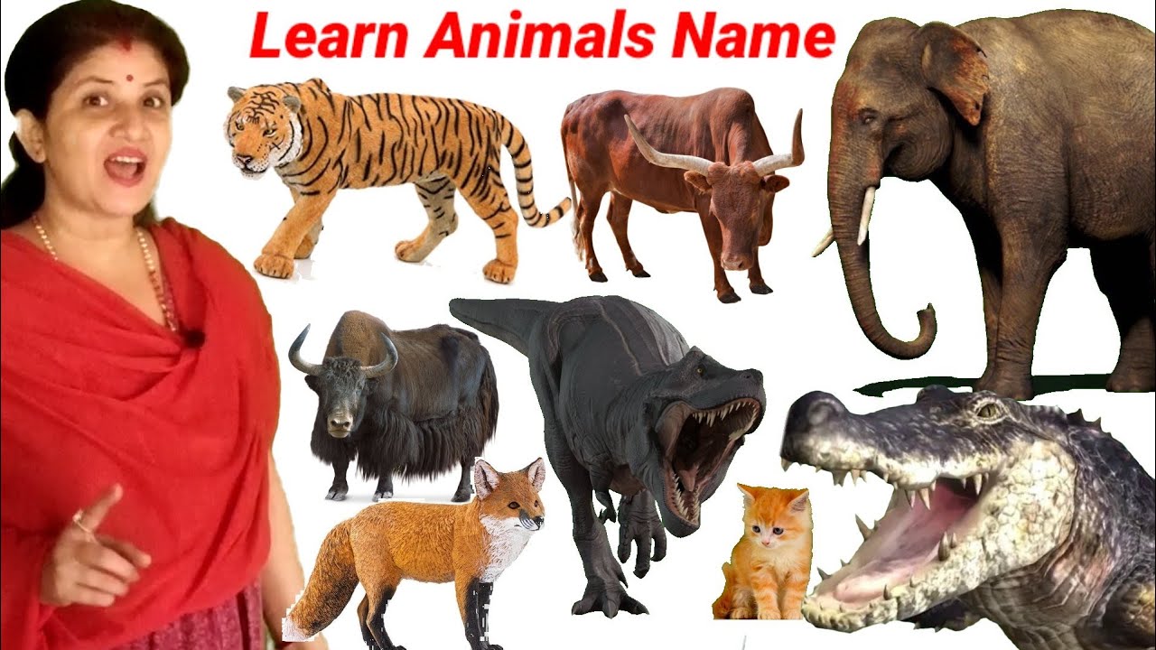 Learn Animals Education Video | Cow sounds Moo | Dog, Cow, Tiger, Horse ...