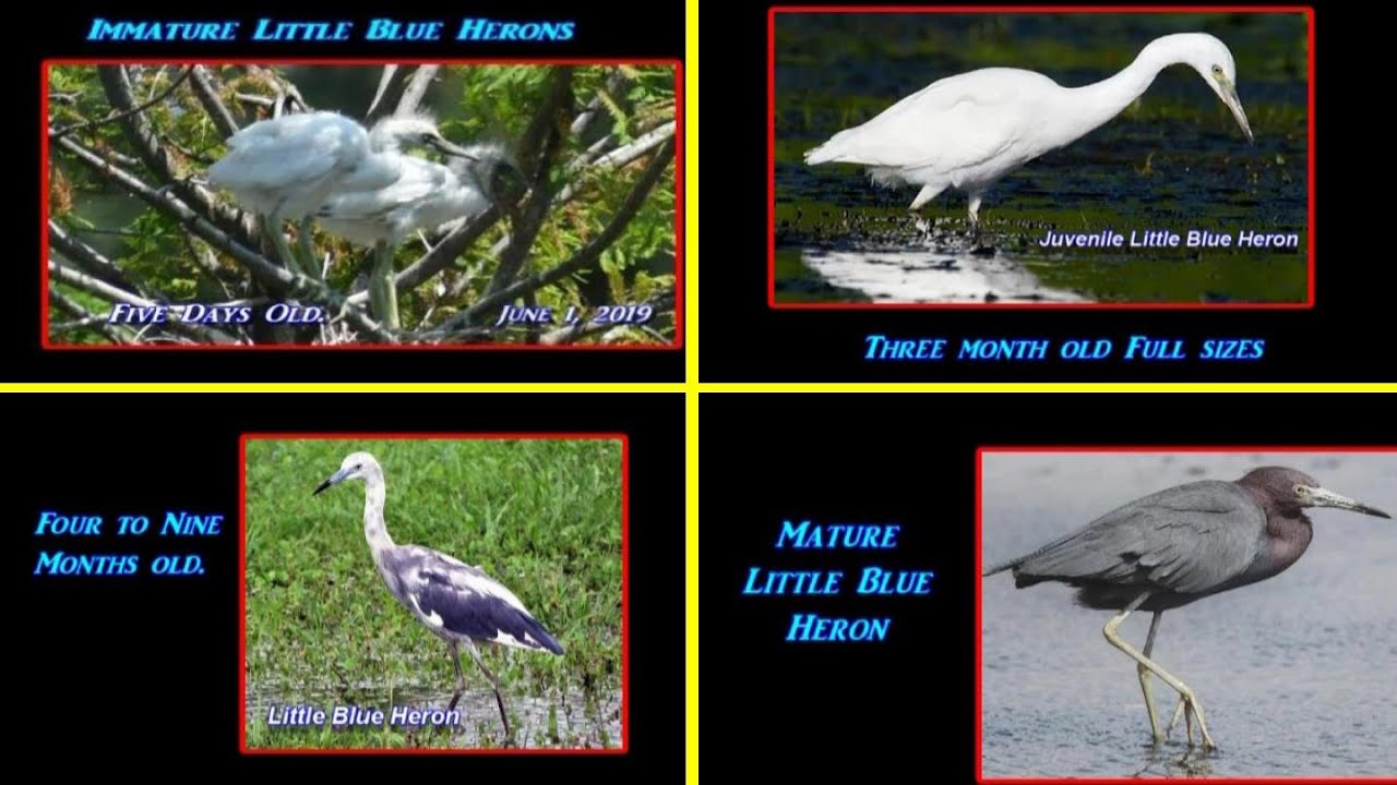 Yellow-crowned Night Herons. A Look at their Neighbor Next Door. A ...