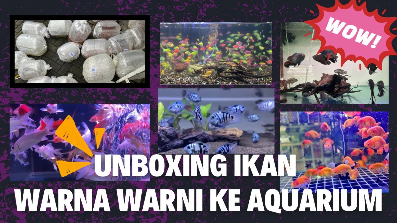 UNBOXING IKAN ‼️Warna warni di akuarium , Glofish, Blue Polar, Koi ...