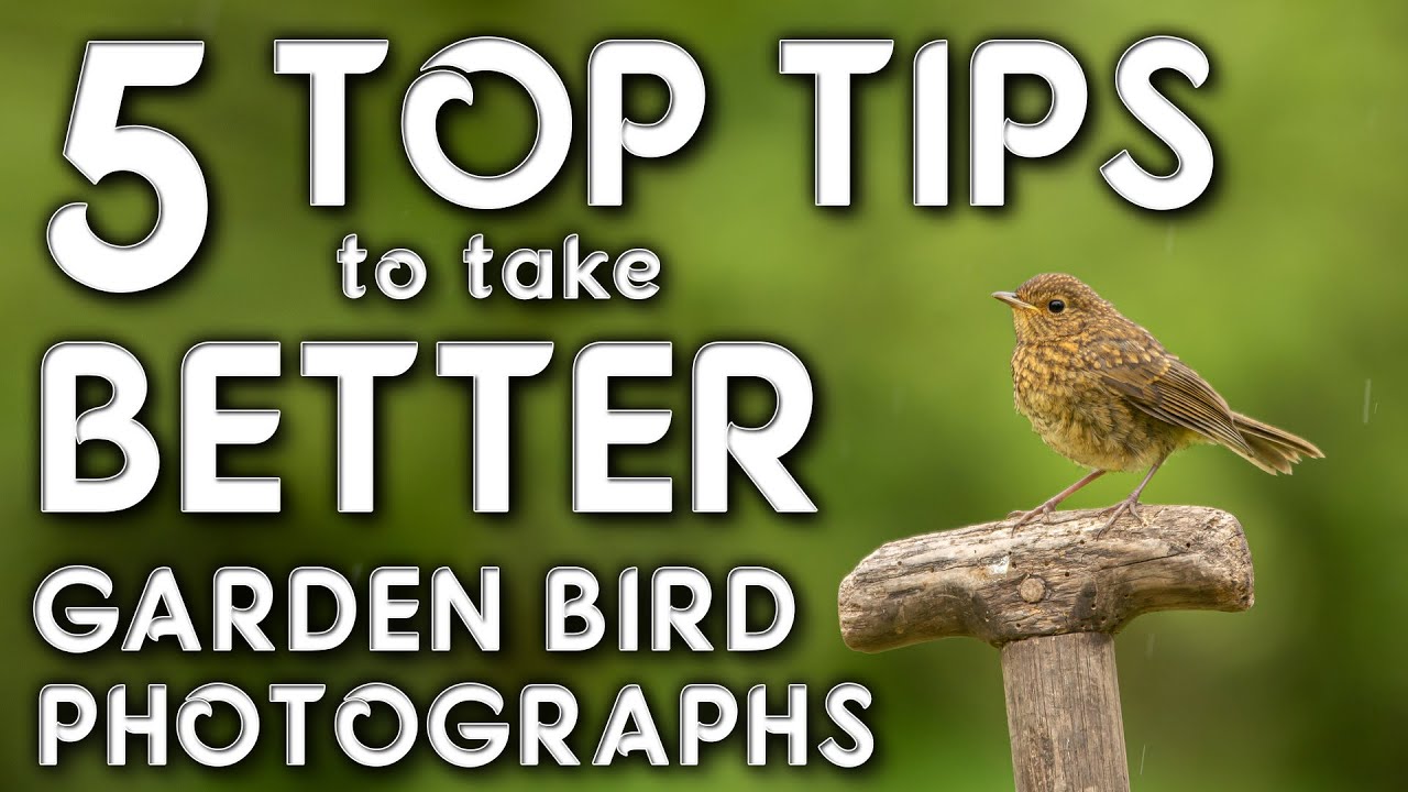 5 top tips for how to take better garden bird photographs - YouTube