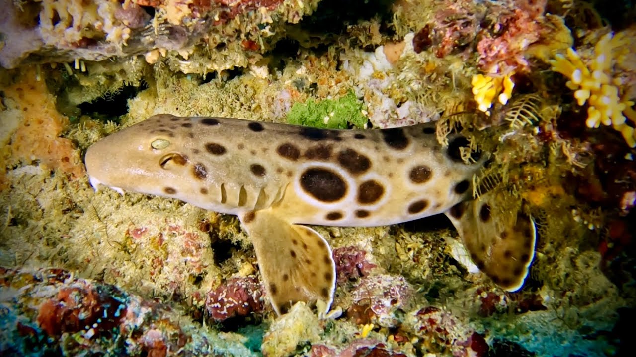 SPECTACULAR! PAPUAN WALKING EPAULETTE SHARK - PAPUA NEW GUINEA - YouTube