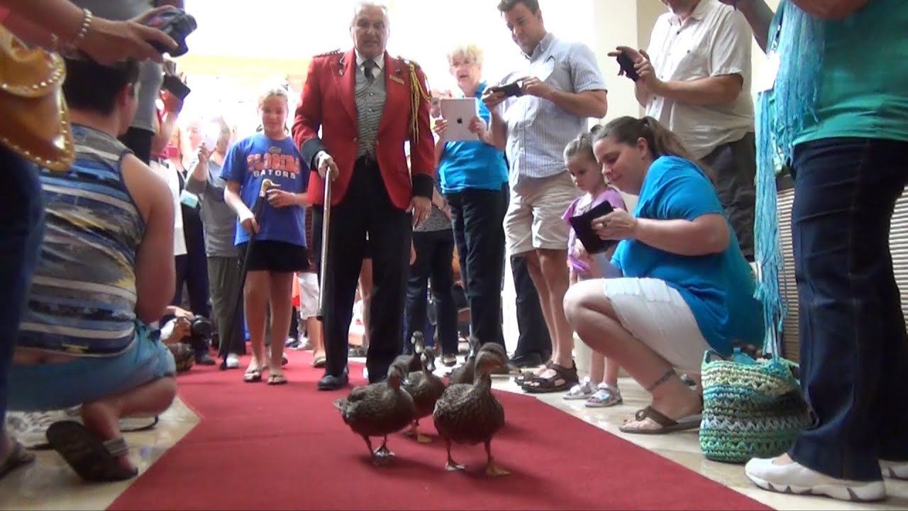 The March Of The Peabody Ducks at Peabody Hotel Orlando - One of the ...