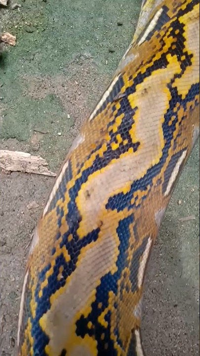 Giant python - YouTube