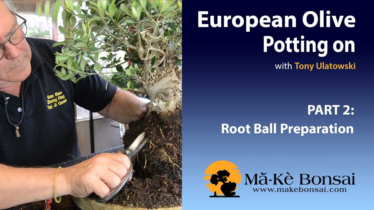 60) Olive Bonsai Repotting: PART 2: Pruning roots - YouTube