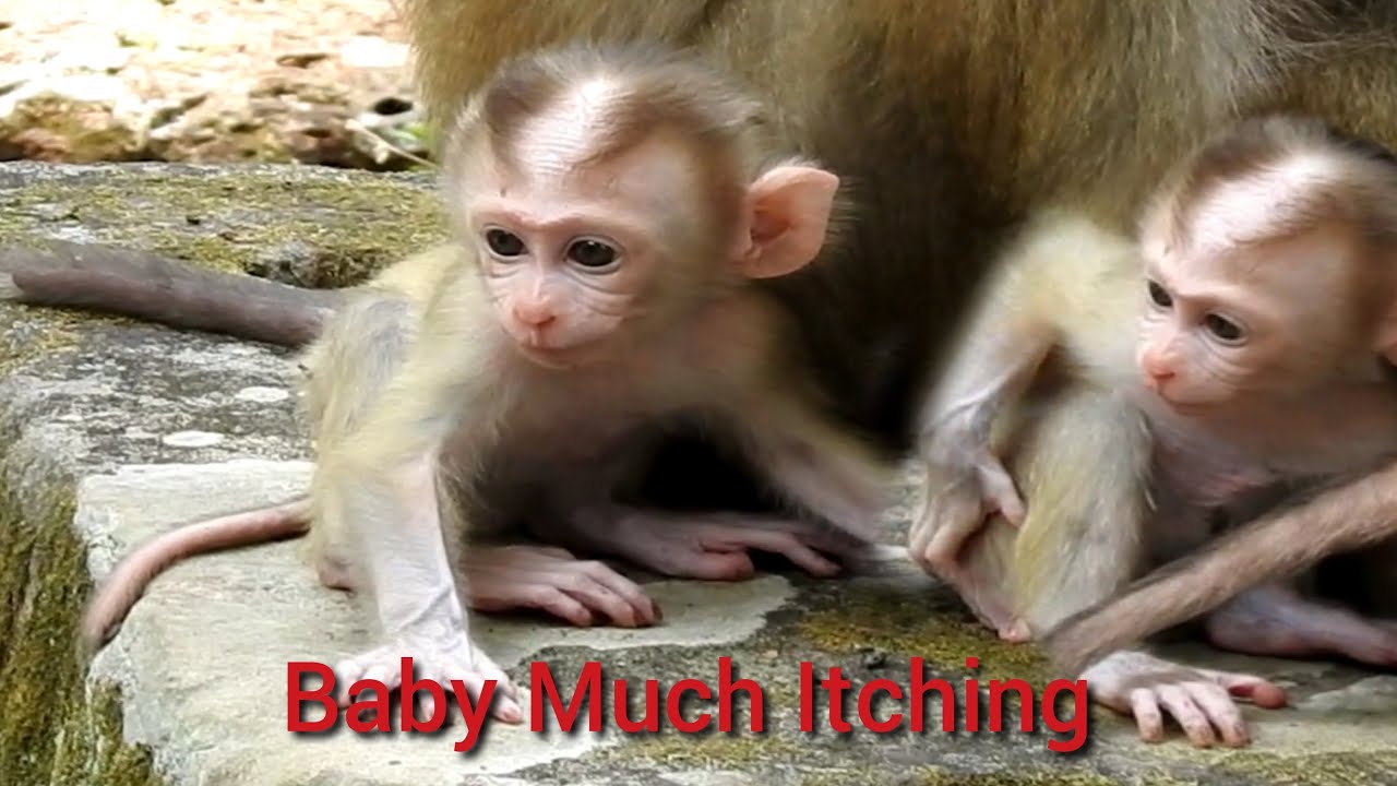 Ah Adorable Baby Monkey Is Itching So Much, Cute Baby Monkey Try Hard ...
