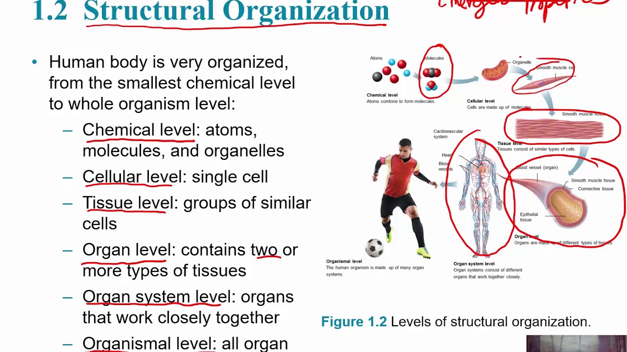 1.1-1.4 The Human Body: An Orientation - YouTube