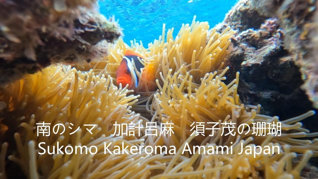 Snorkeling Sukomo Kakeroma Amami Japan 南のシマ 加計呂麻 須子茂の珊瑚 (初心者向けエリア編 ...